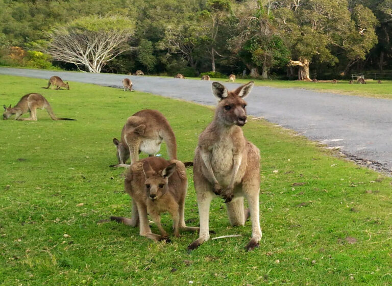 L'Australie en famille : un voyage merveilleux